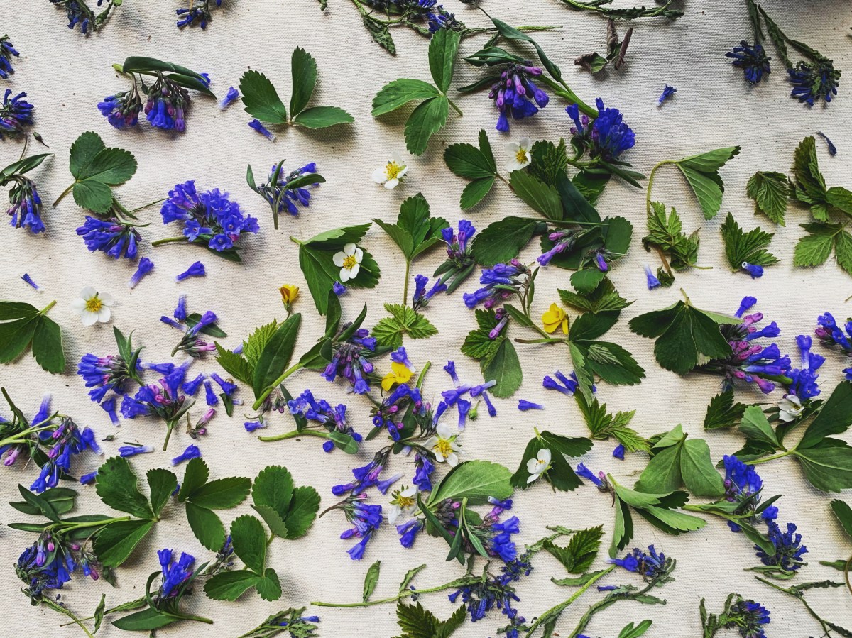 Late Spring Foraging Basics – Wild Altar